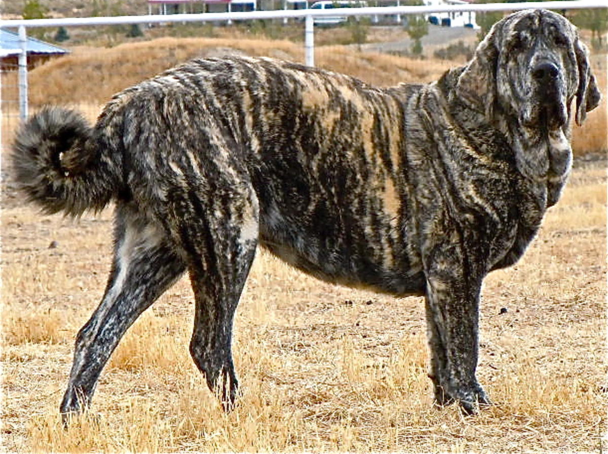 MorsoRosso: CANE TIGRATO