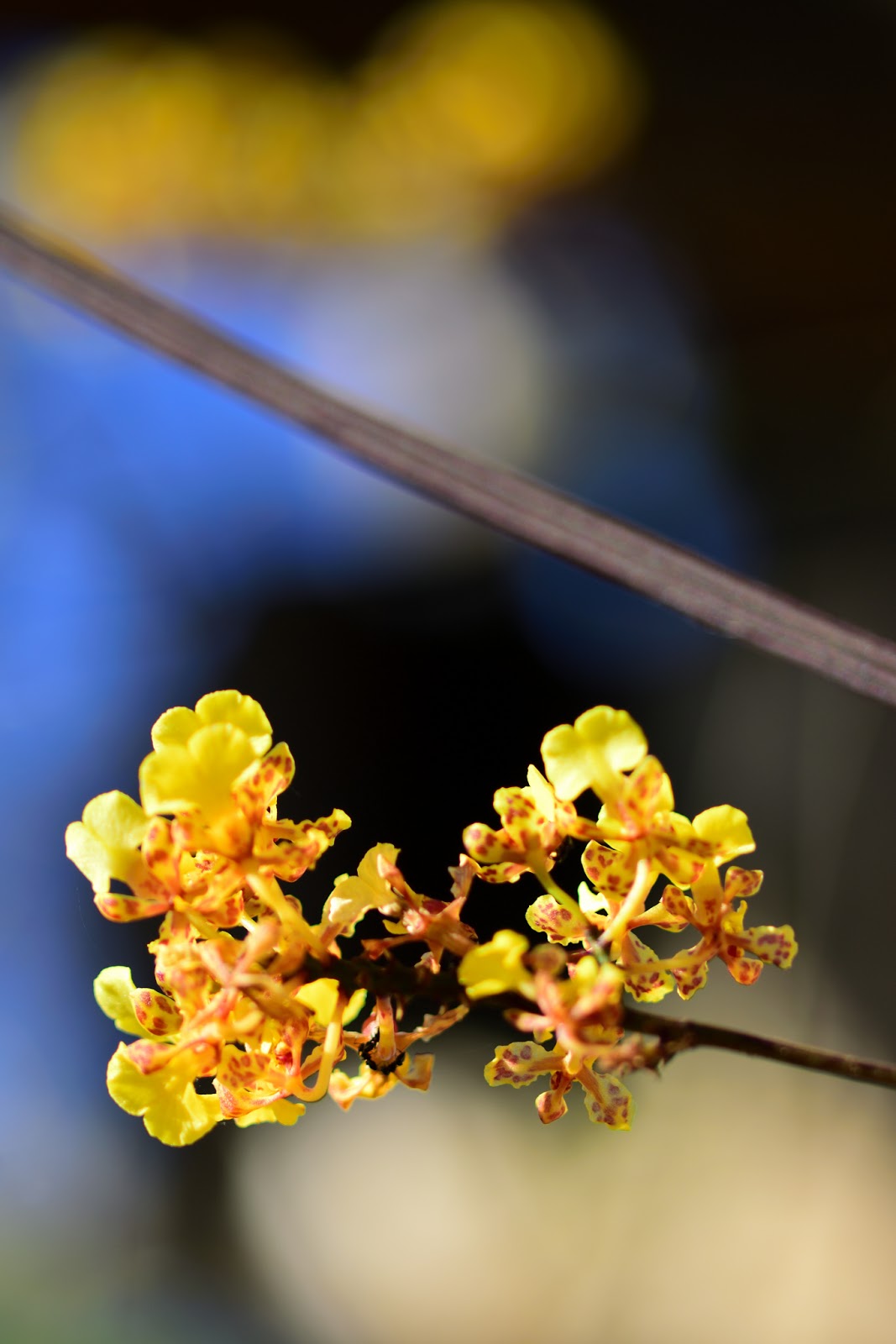 Golden Orchid in Puriscal