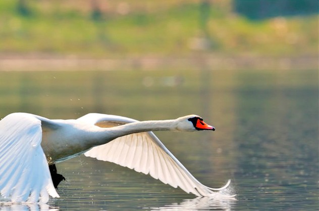 Delta Dunarii : Lebada de Vara