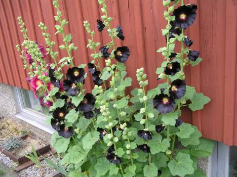 Vitt hus med svarta knutar: Lavendel, Stockrosor, Malva...