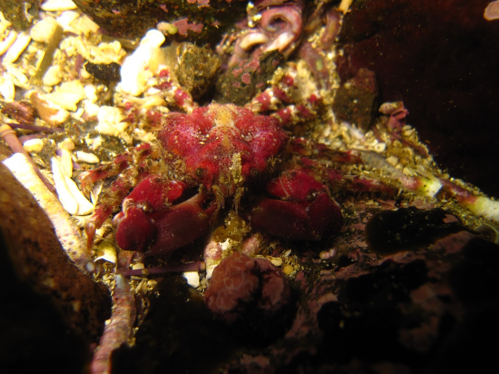 Biodiversidad Marina (Corriente de Humboldt)