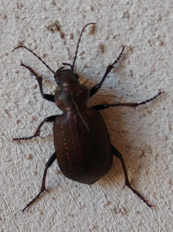 Argentina nativa: Juanita meona (Calosoma argentinensis)