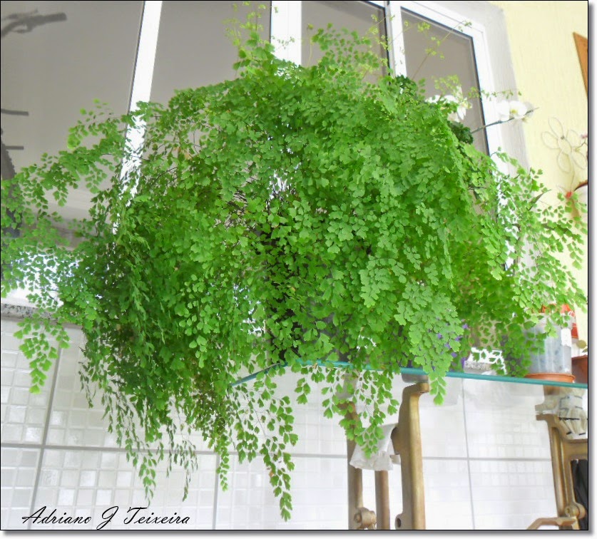 Mundo das Plantas : Avenca