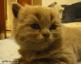 Beautiful World : Funny Gifs of the Day