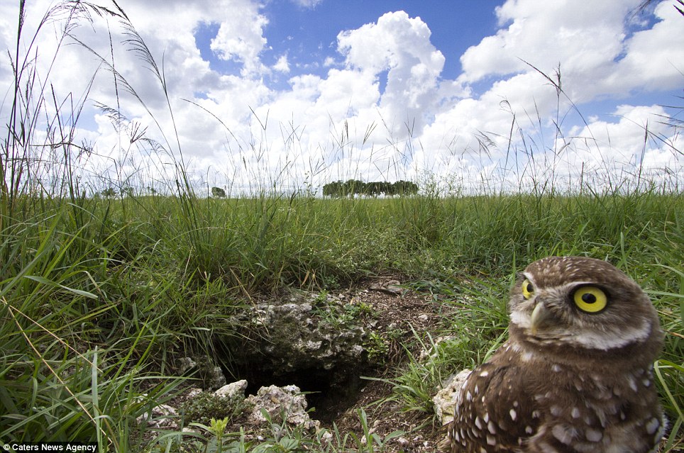 White Wolf : The burrowing owls who live underground instead of in ...
