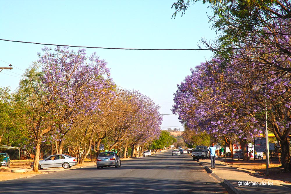 Ethnomusicology in Action: Last Stop - Serowe: A Botswana Cultural ...