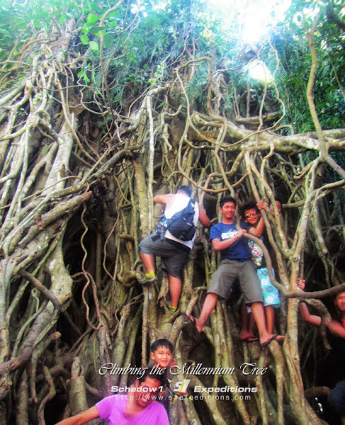 Six Hundred Years of its Legacy - Asia's Oldest Tree in Aurora ...