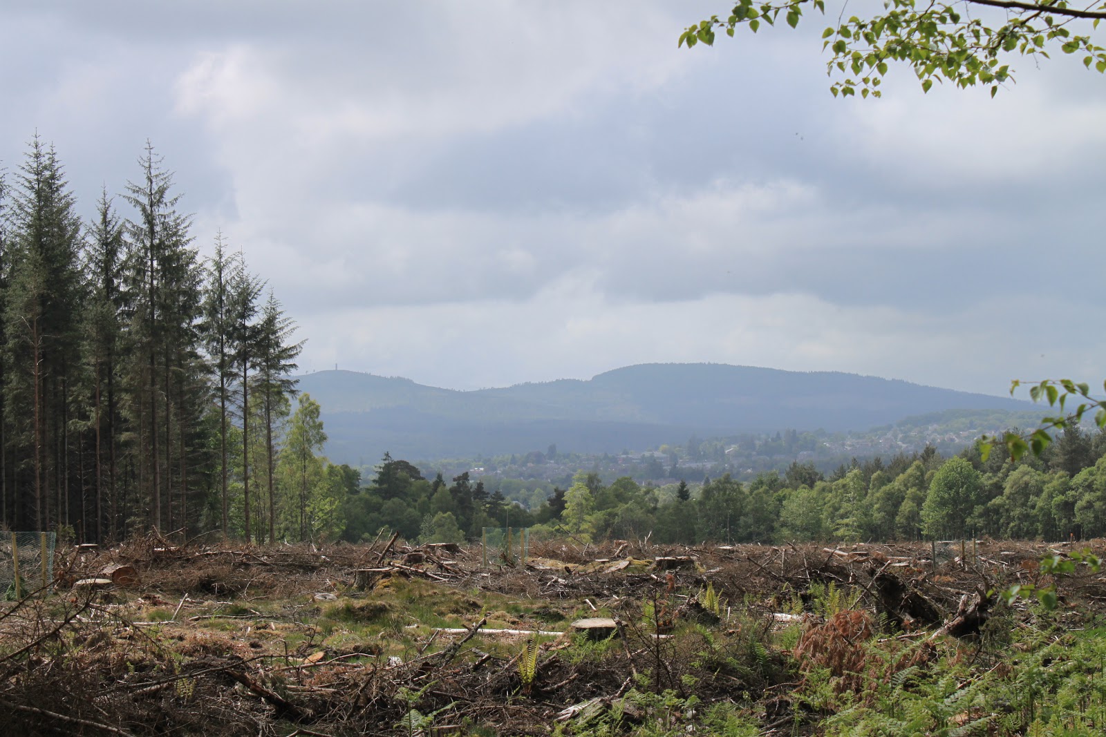 Walking in the North East of Scotland: The Ley Way at Crathes Castle