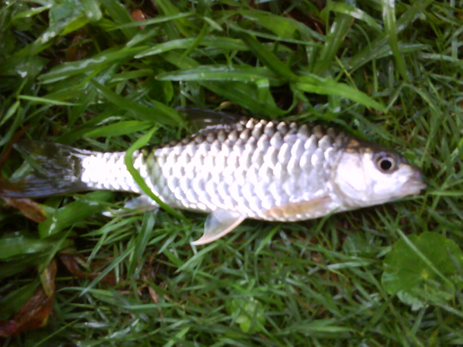 MEMELIHARA KELAH: JENIS-JENIS IKAN KELAH