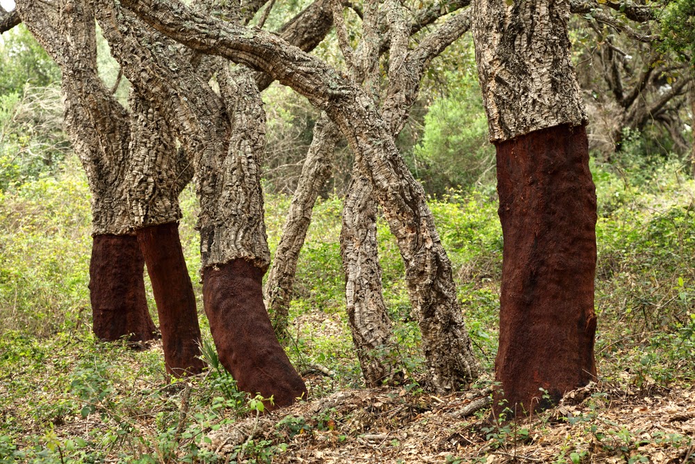 Seven Springs Winery: 4 Wine Cork Myths