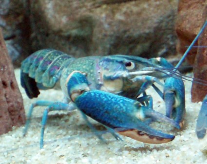 Medan CrayFish | CrawFish | Crawdad: Blue Crayfish / Blue Crawfish