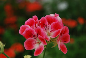 PERFECT PELARGONIUMS: Unique Phyllis - and a visit to a wonderful nursery.