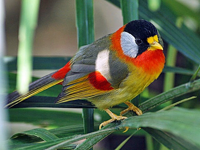 Mengenal Burung Pancawarna - Ocehan Kenari