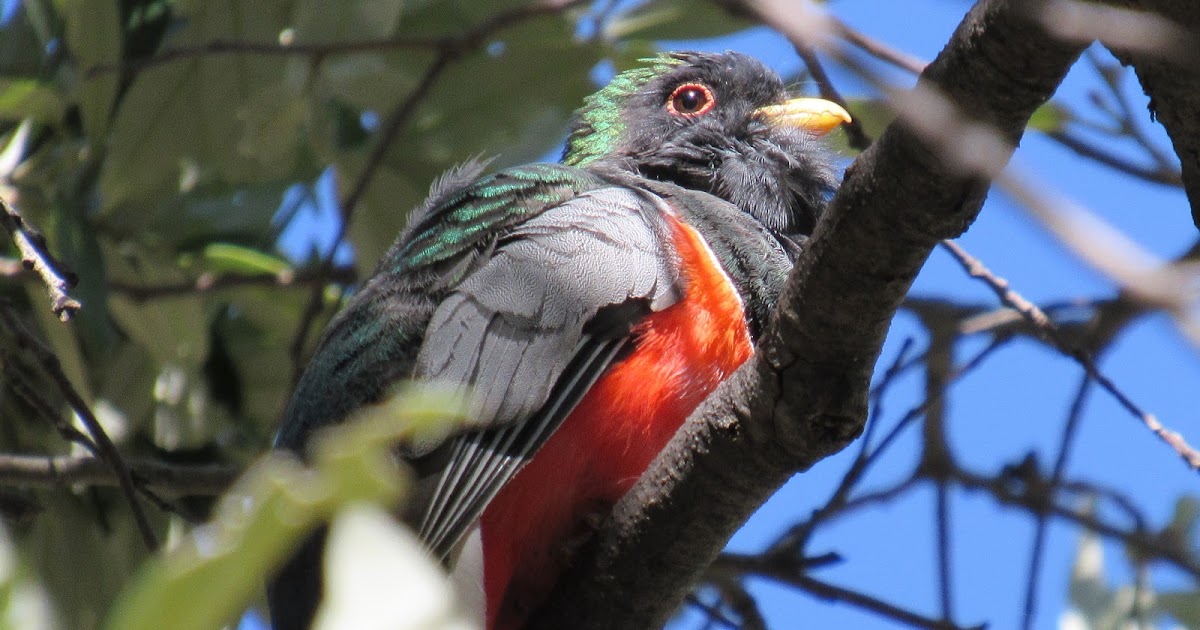 Favorite Birds of 2019