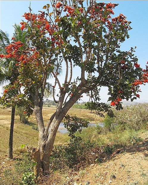 Birds' Favourite Trees - ARUNACHALA BIRDS