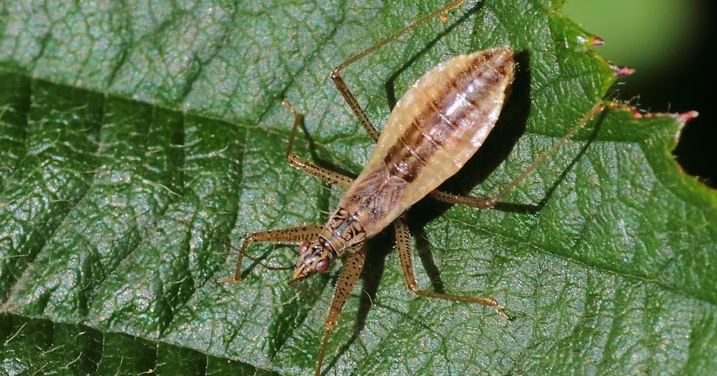 Raw Birds: MARSH DAMSEL BUG (Nabis limbatus) [Female] Lullymore West ...