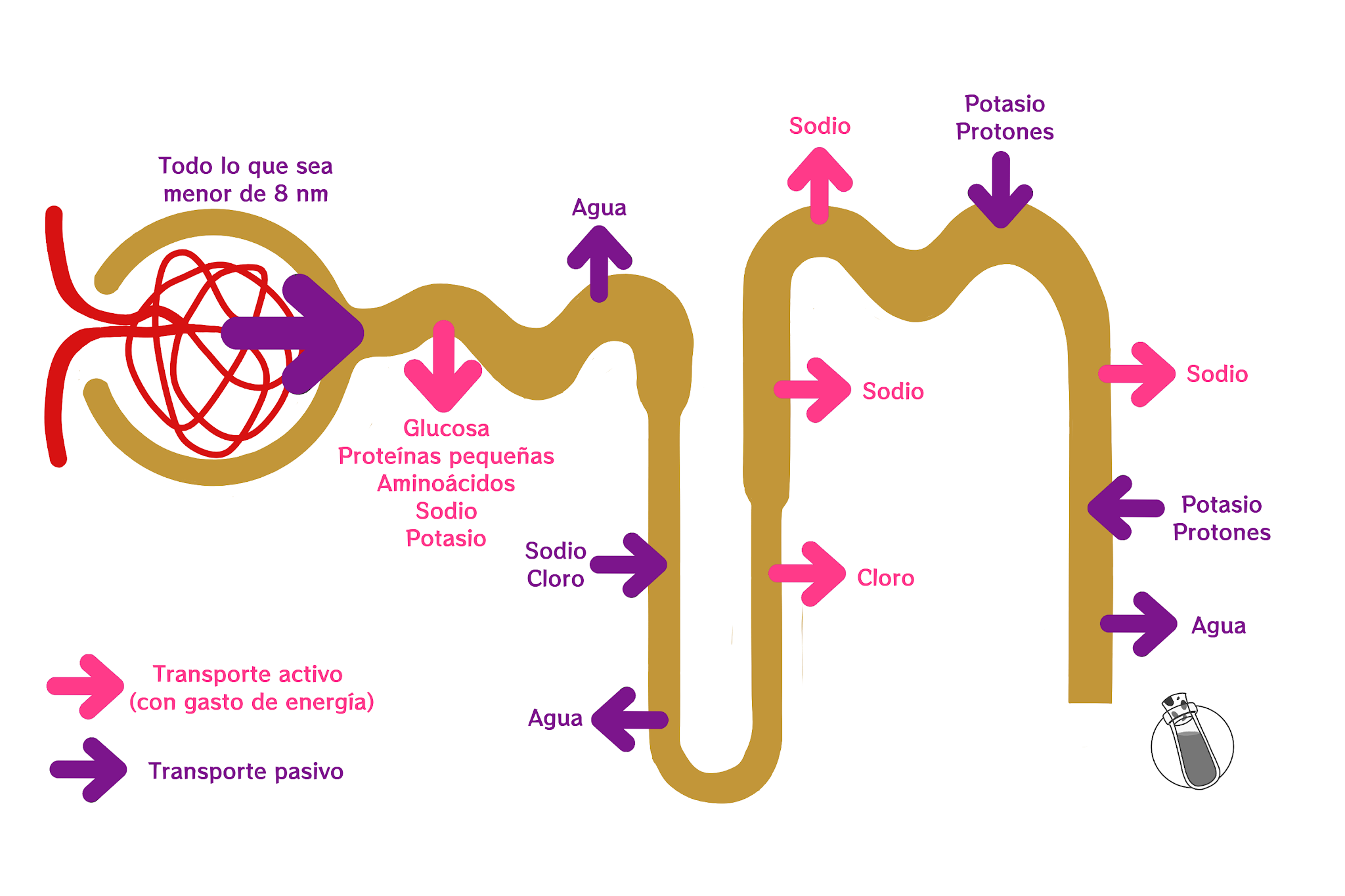 ¿Qué hace el riñón?