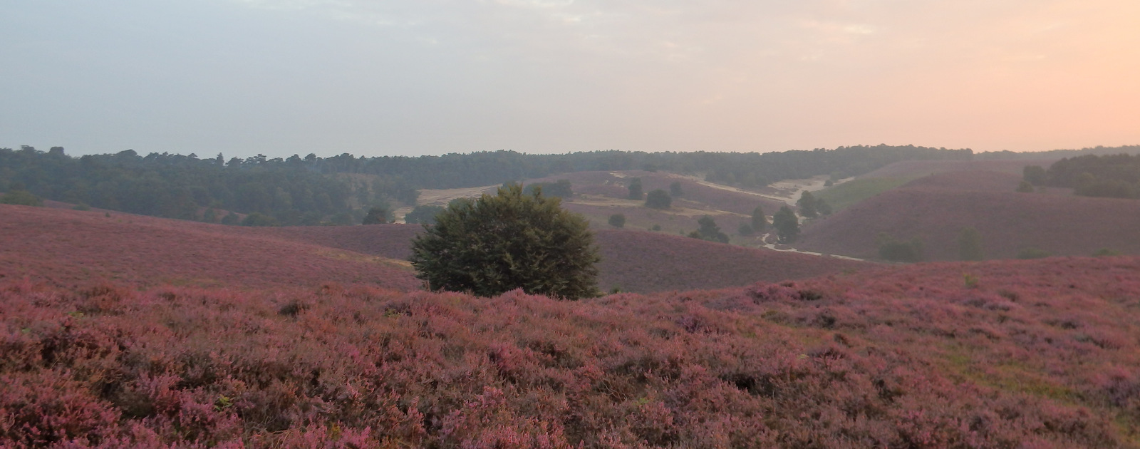 Natuur en Landschap..: Nationaal Park Veluwe zoom en Nationale Park De ...