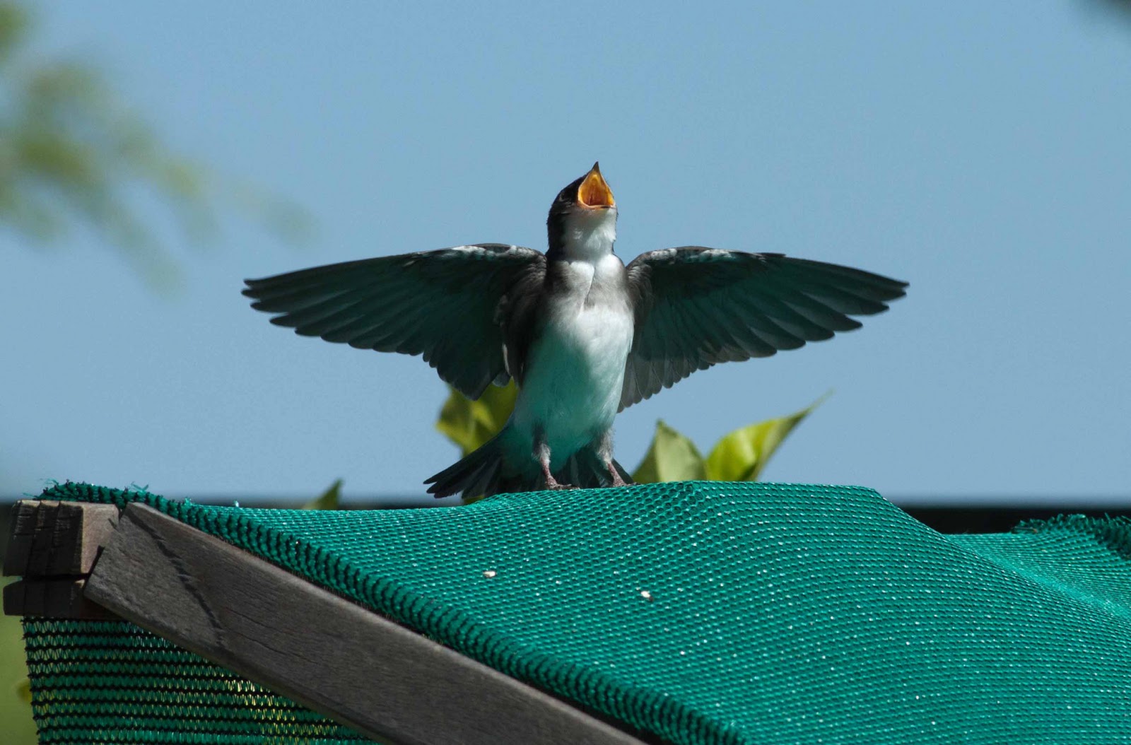 Martha's Musings: Fledgling Tree Swallows