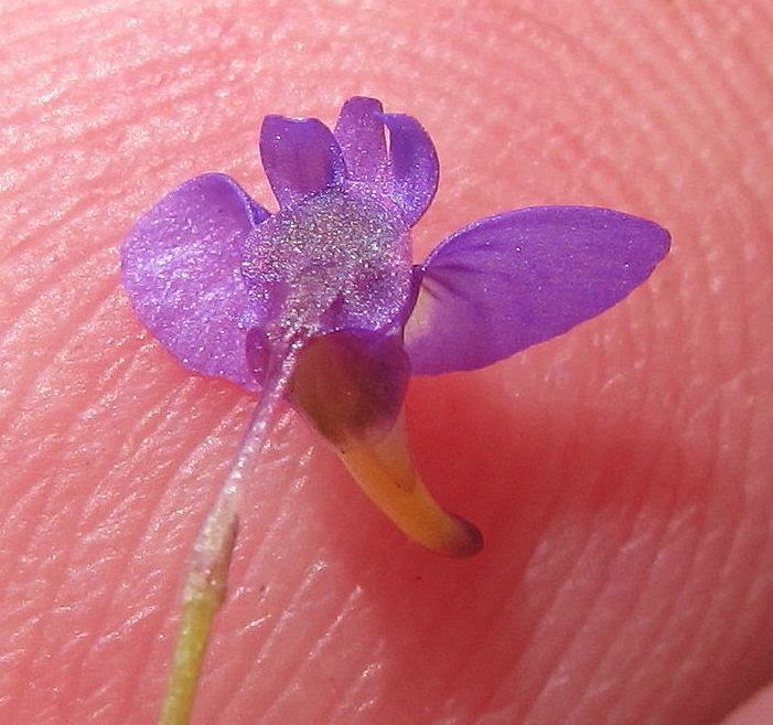 Esperance Wildflowers: Utricularia violacea - Violet Bladderwort