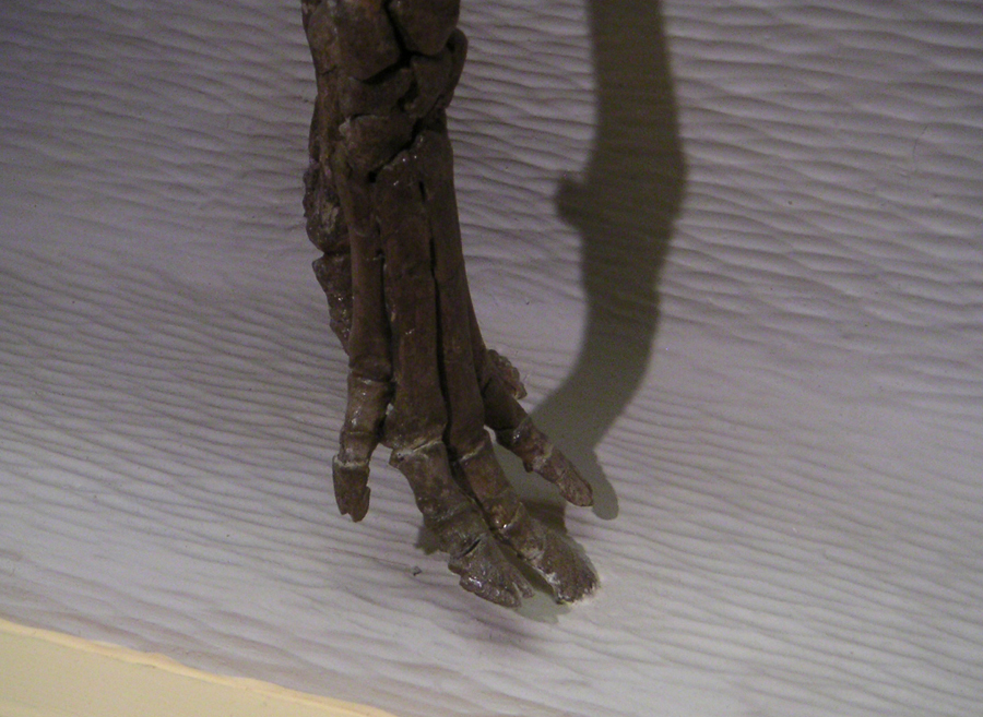 TAPIRS: The Tapir Preservation Fund (TPF): Harvard Tapirs: Of Toes and ...