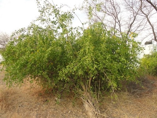 HariHarji: Chapter 10: Intensification of Sadhana