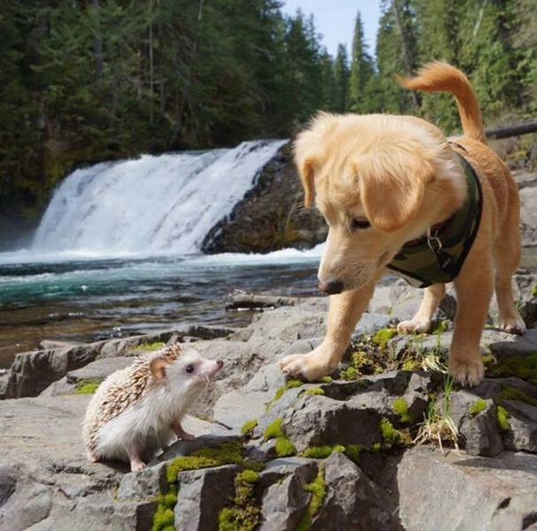 Funny animals of the week - 19 February 2016 (40 pics) | Amazing Creatures