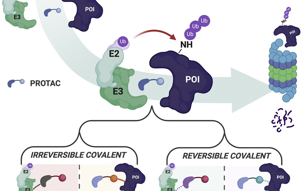 Covalent Modifiers: The role of reversible and irreversible covalent ...