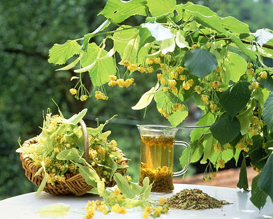 Dėstytojas nuovadoje: Liepa