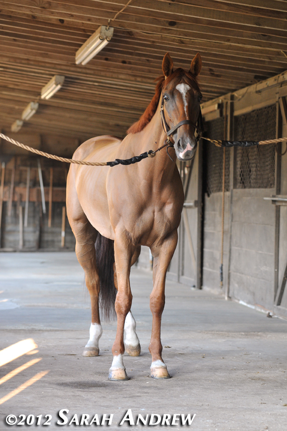 Thoroughbred Daily News Staff Blog: Thewifedoesntknow: Training Blog ...