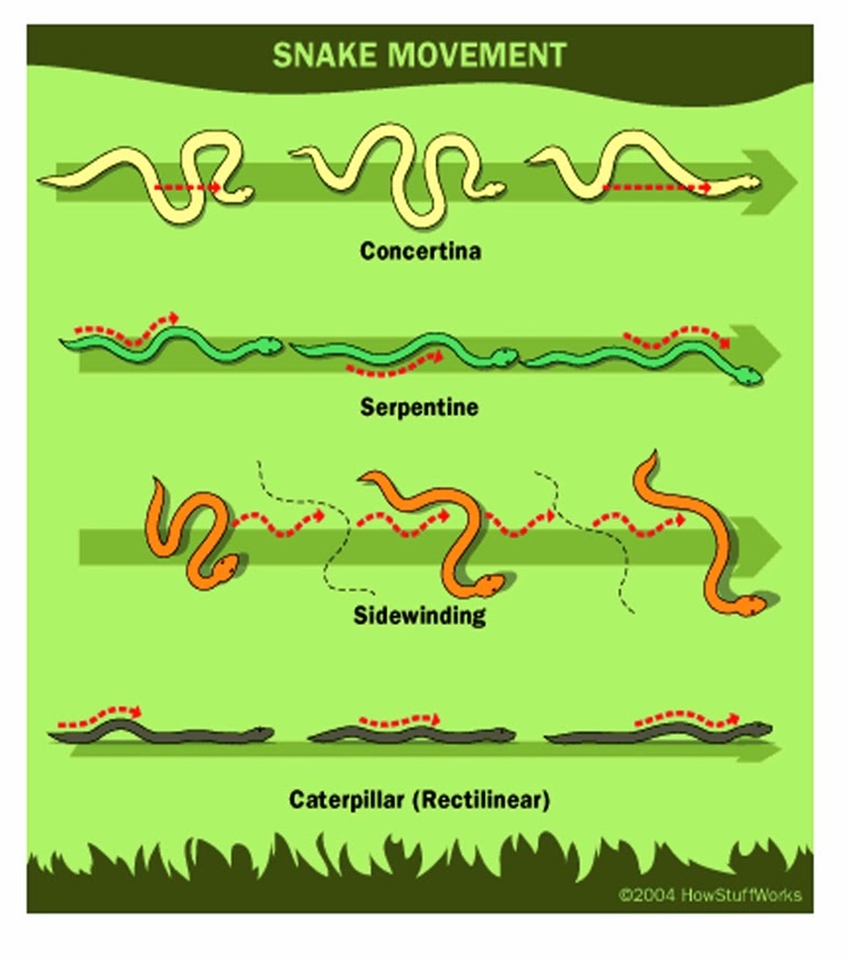 pelajaran 22-snake movement - gerakan ular ~ T-REC HERPETOLOGY