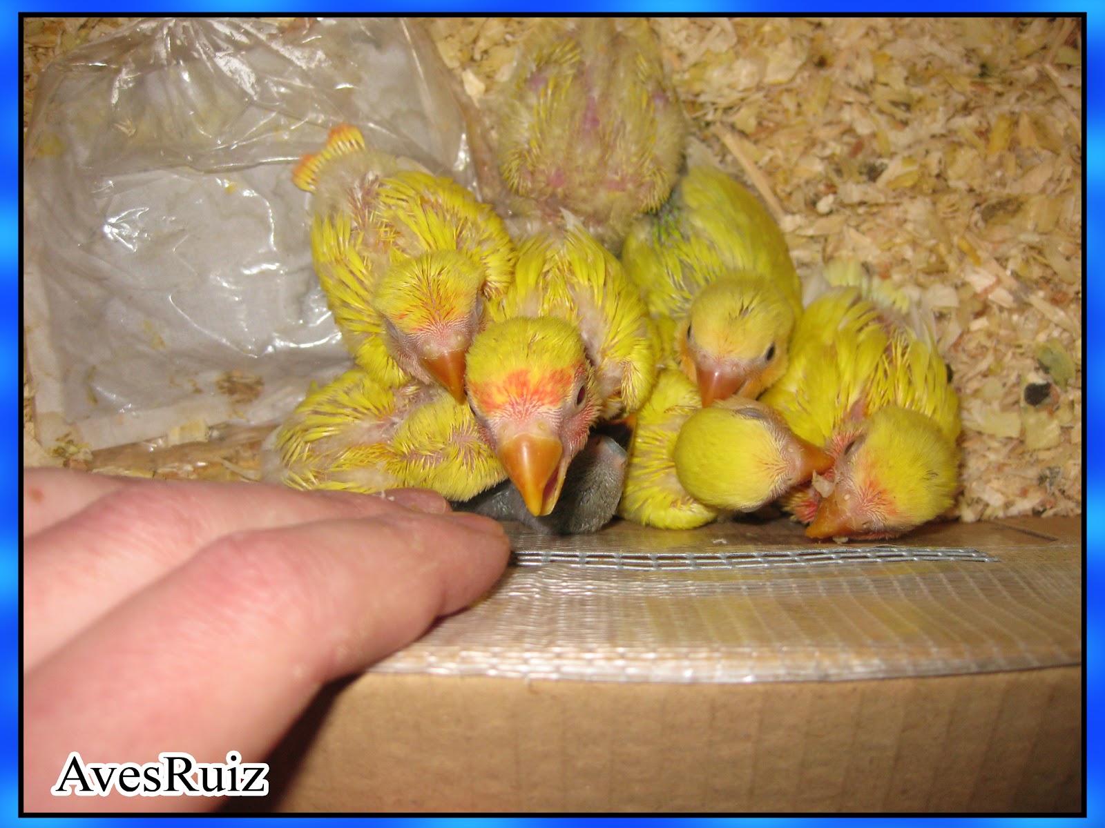 Aves Ruiz: PAPILLEROS