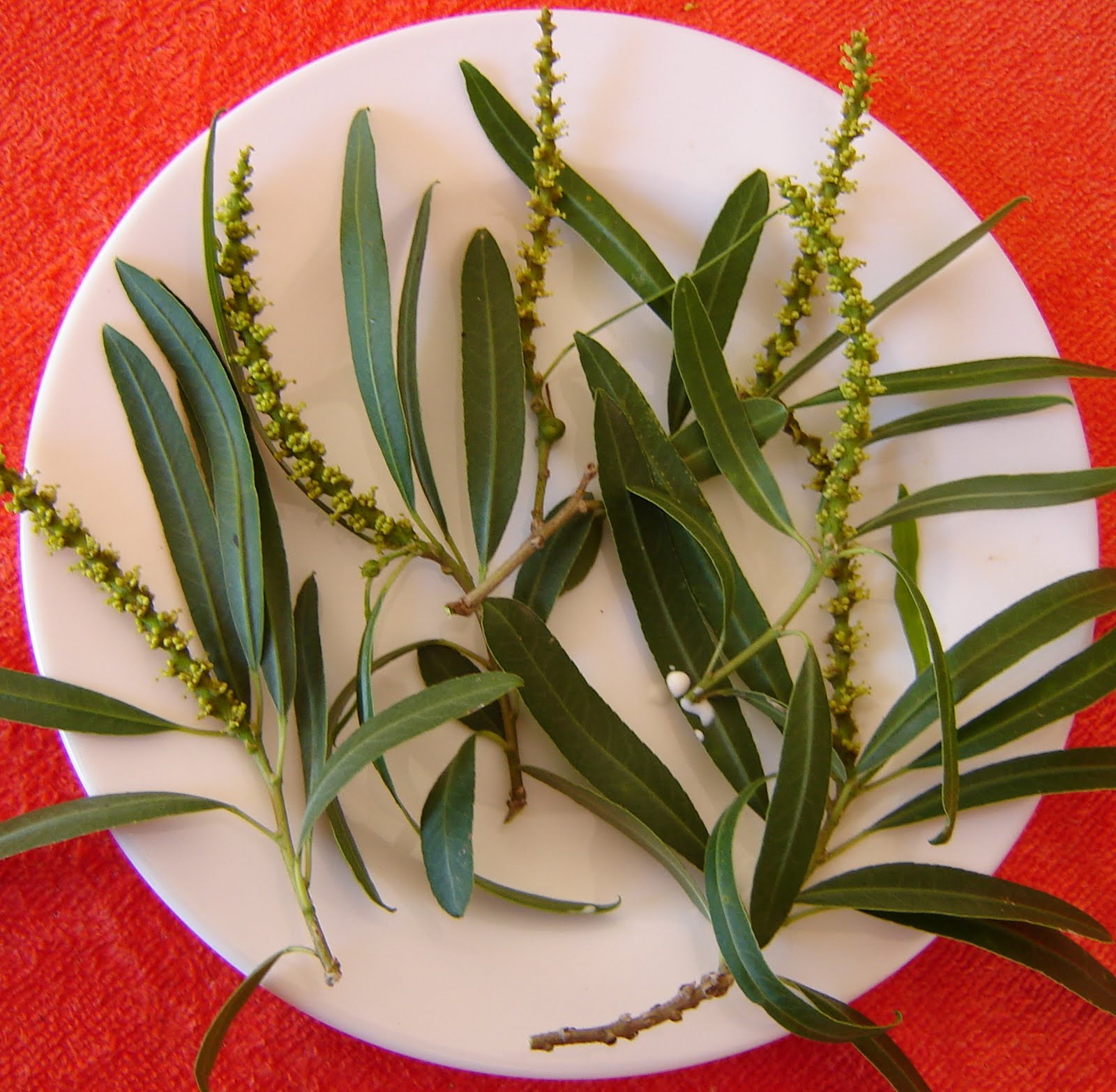 v e r d e c h a c o: Curupí