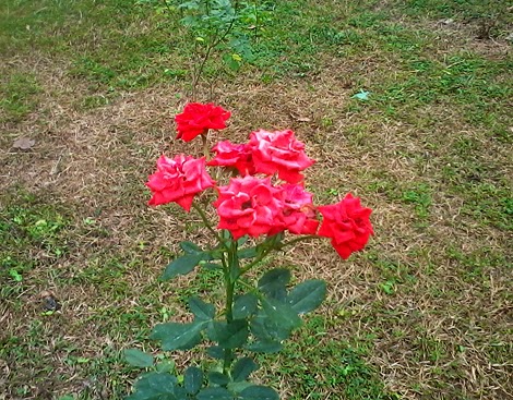 Red Roses | SL Flora