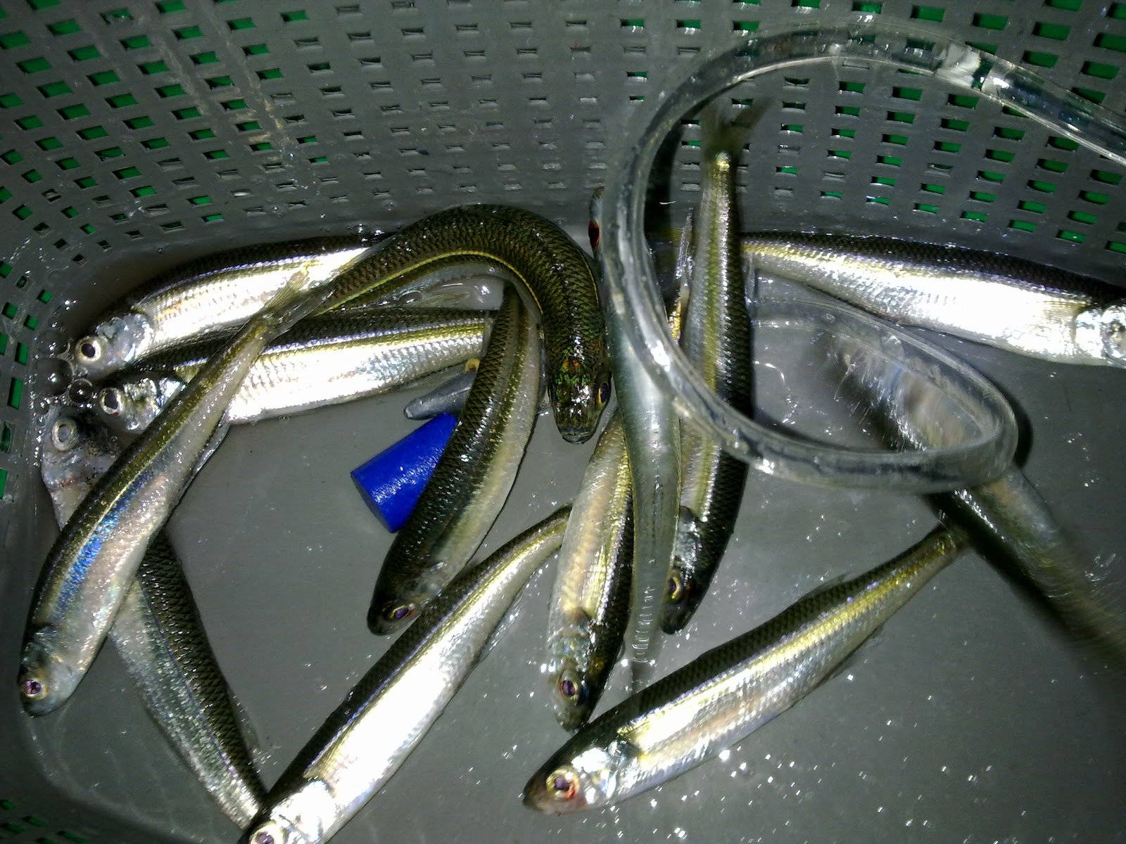 Dr. Frankinspain Goes Fishing