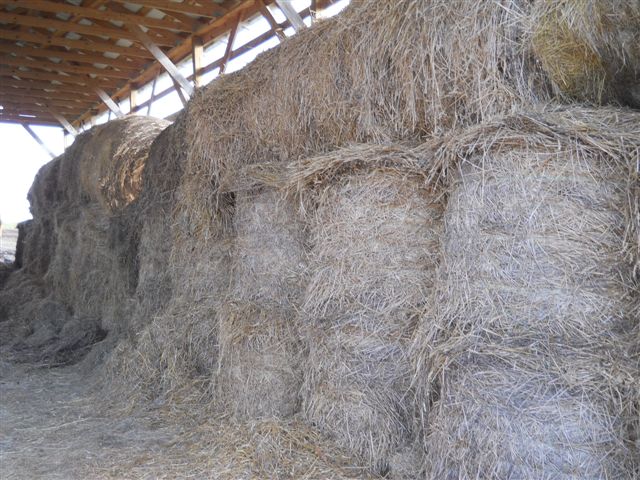 White House Farms: 44 4X5 Wheat Hay baled in the boot stage!