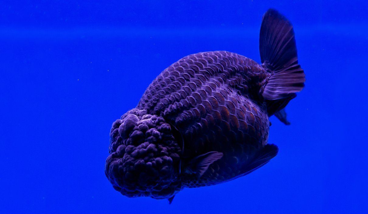 Artes de Pesca: PECES