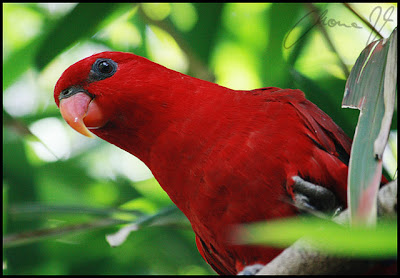 Top 10 Odd Colored Beautiful Parrots