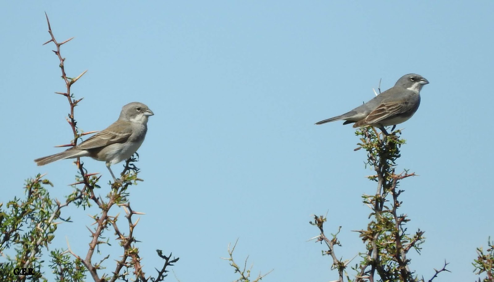 Aves del Golfo San Jorge: Diuca común (Diuca diuca)