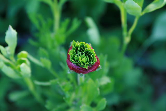 Super Green Ranunculus ! - Floret Flowers