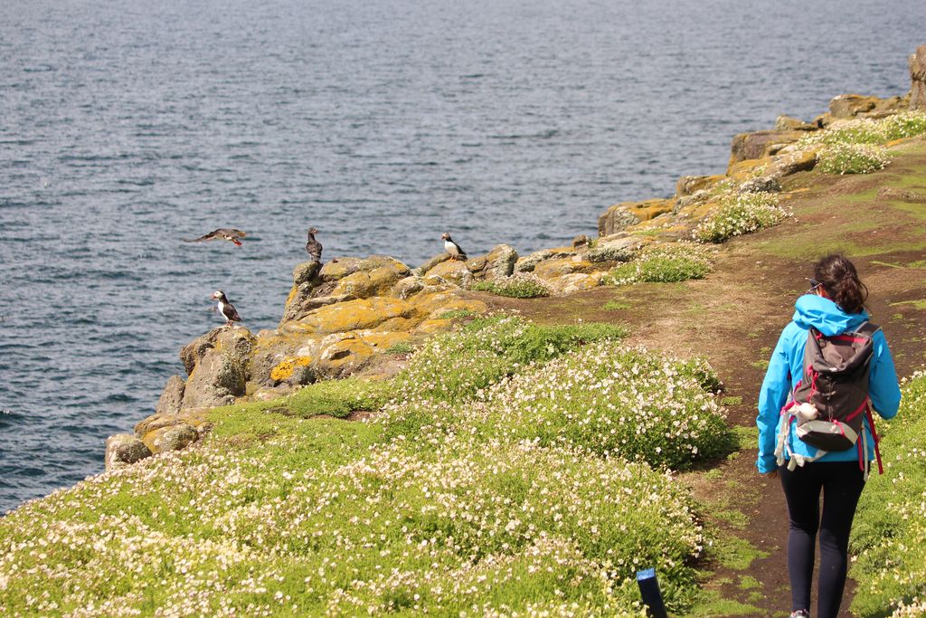 Excursion a la Isla de May (Escocia) para ver puffins | Sin mirar a nadie
