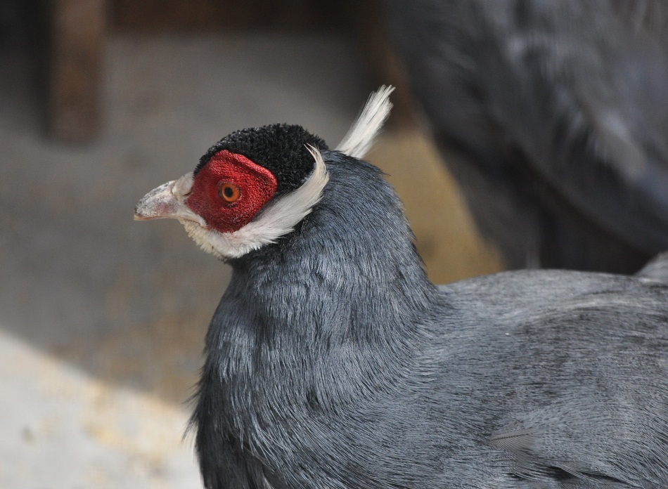 ZOOTOGRAFIANDO (6.100 ANIMALS): FAISÁN OREJUDO AZUL / BLUE EARED ...