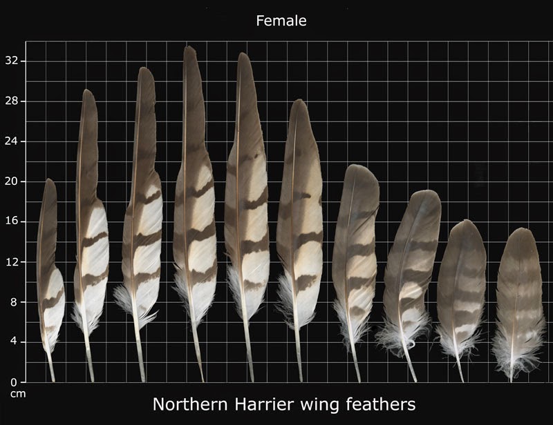 The Raptor Center: Answer to the Feather Quiz - Female Northern Harrier