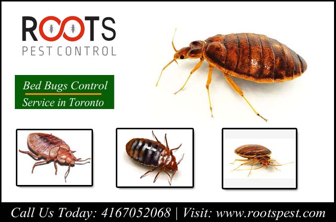 Roots Pest Control | Bed Bugs Control Service in Toronto - Professional ...