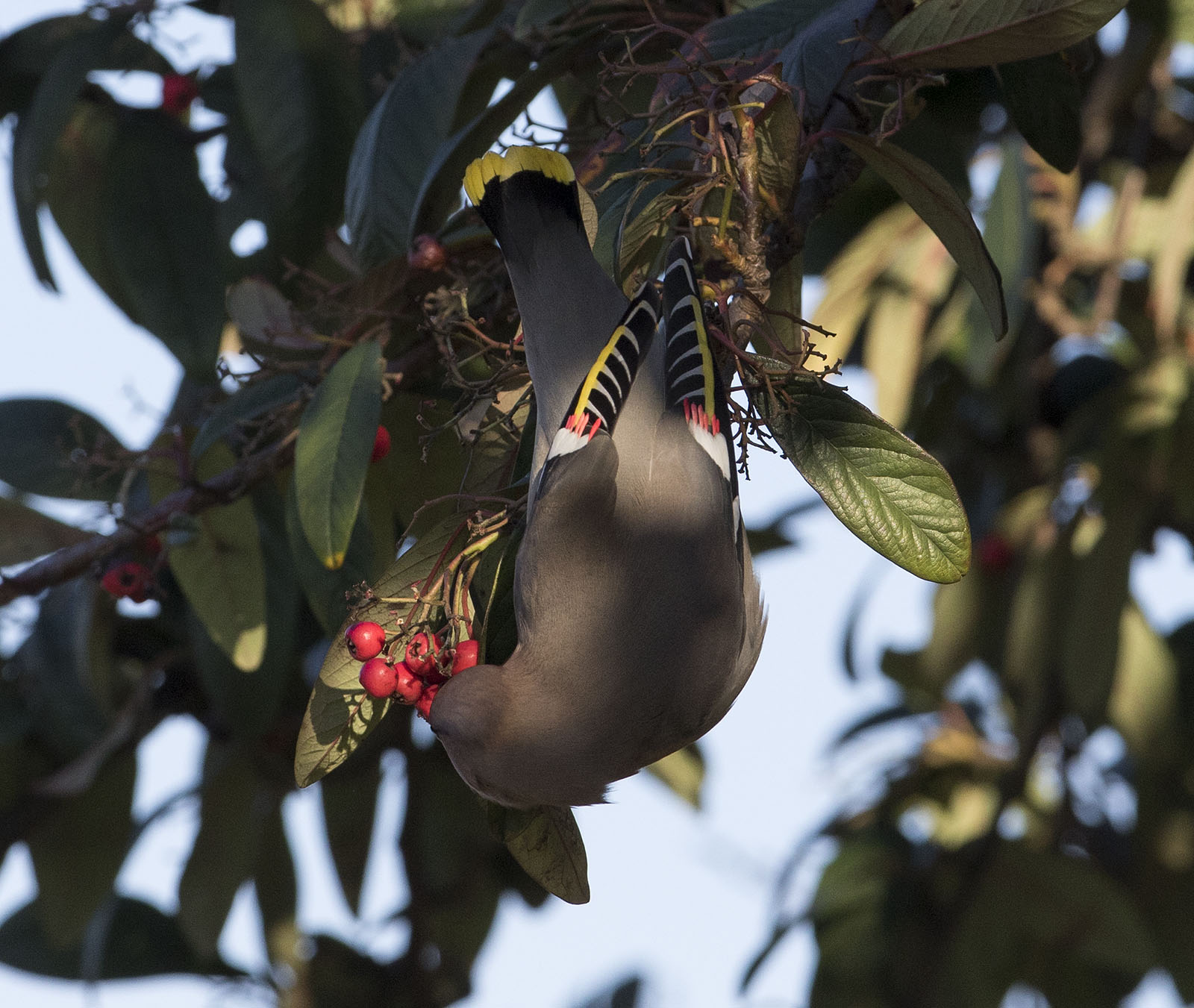 pewit: Waxwings in duff tree