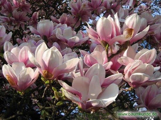 Um jardim para cuidar: O que eu gosto de magnolias...