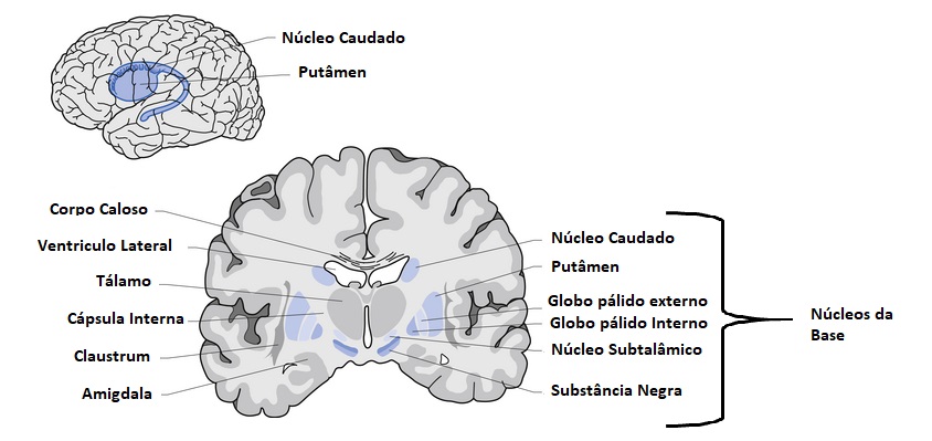 Núcleos da Base - Neuroanatomia