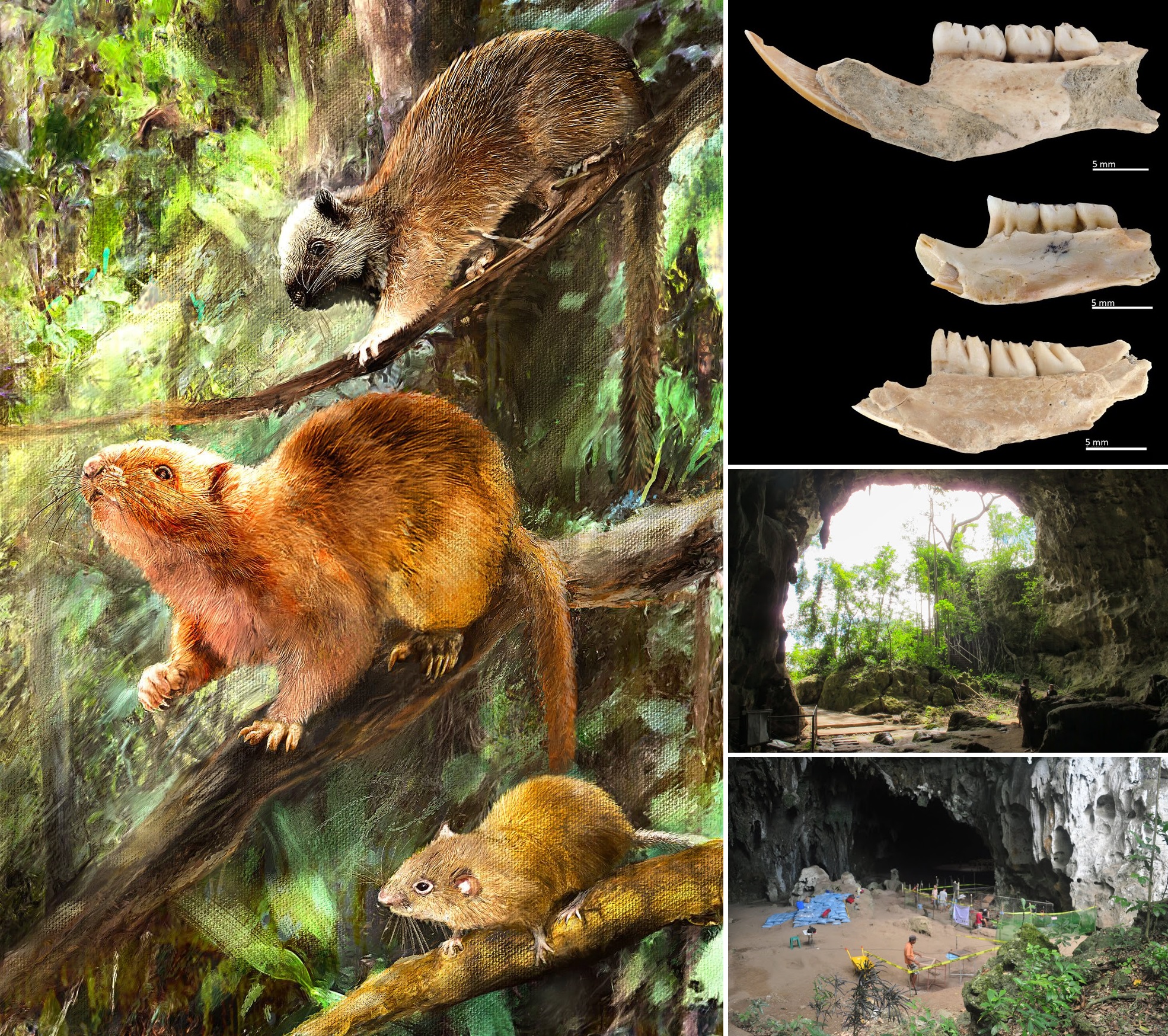 Species New to Science: [PaleoMammalogy • 2021] Crateromys ballik ...