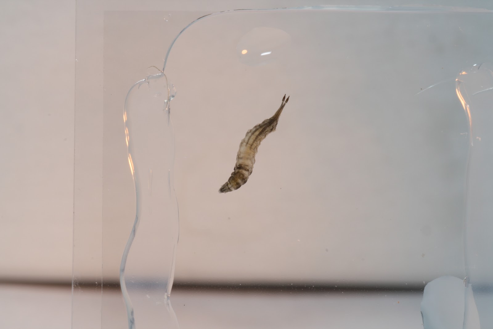 Salt marsh entomologist blog: The aquatics