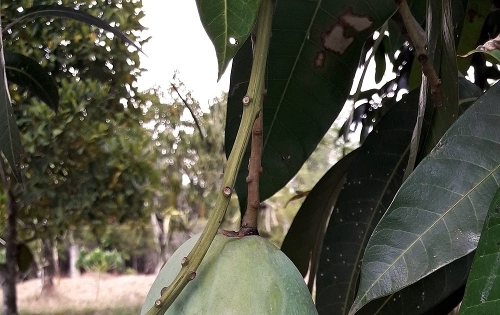 Maambal Orchard: Giant Catimon Mango at Maambal Orchard